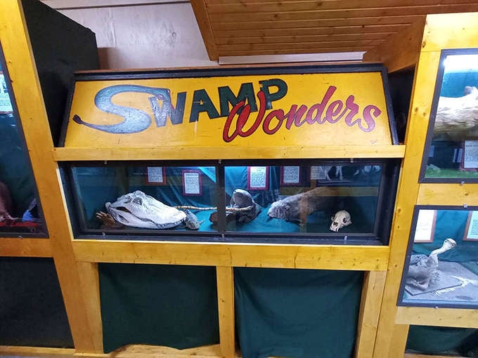 Swamp Wonders brings the mysterious creatures of wetlands indoors, proving that nature's oddities can compete with any man-made illusion.
