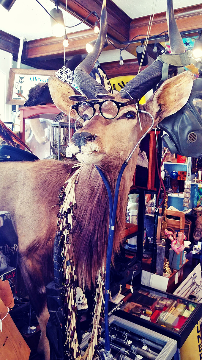 This scholarly taxidermied antelope wearing spectacles appears to be judging your book collection from beyond the wilderness.