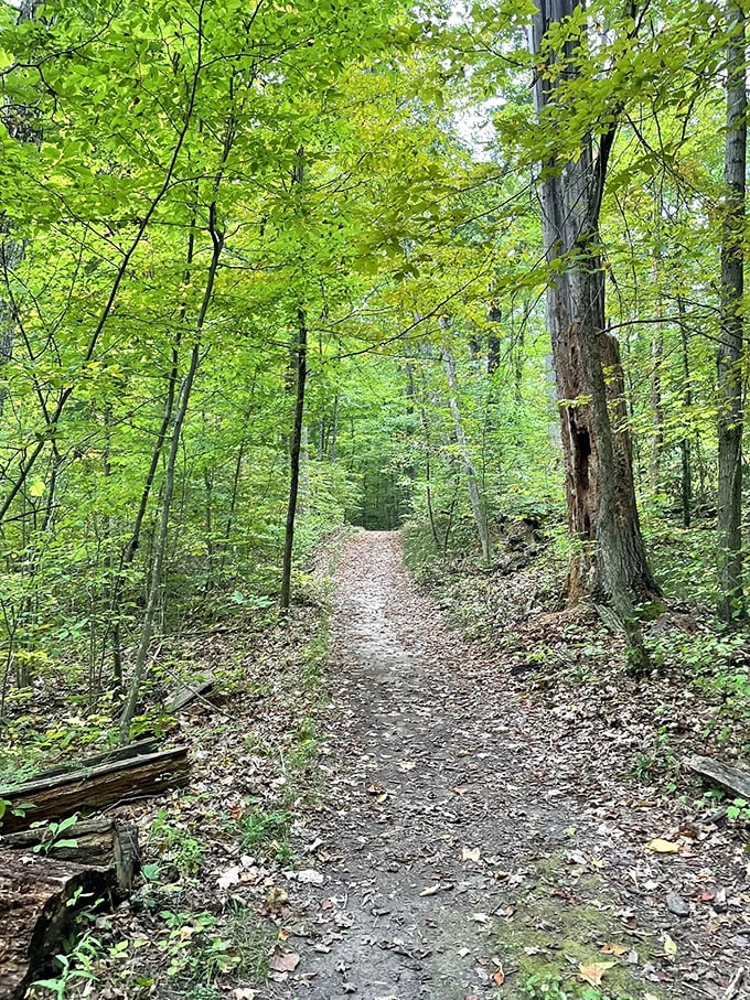 Summer's green tunnel invites exploration. This sun-dappled path practically whispers, "Follow me to something wonderful."