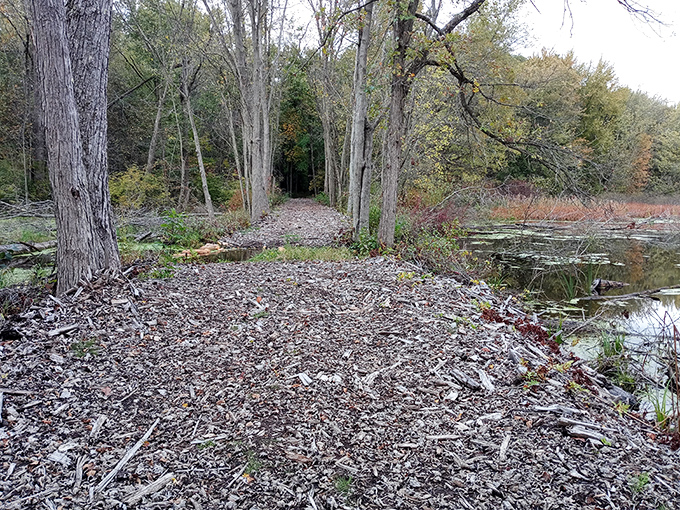 Nature reclaims what humans abandon, creating this serene pathway that balances precariously between land and water.