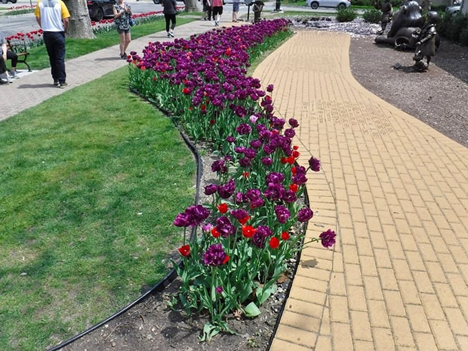 Vibrant tulips line the yellow brick road in spring, adding bursts of color that would make even Munchkinland seem subdued by comparison.