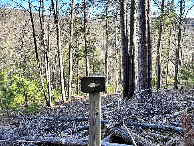 Follow the leader: Simple trail markers guide adventurers through the wilderness, promising discoveries around every bend.