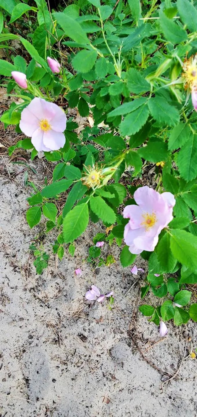 Delicate wild roses add splashes of pink to the forest floor, their simple beauty a contrast to the ghostly remnants nearby.