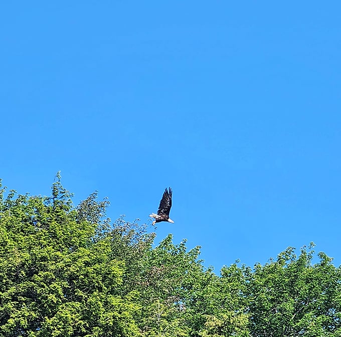 "Just checking to make sure you humans are properly appreciating my lake" &ndash; Bald Eagle, probably.