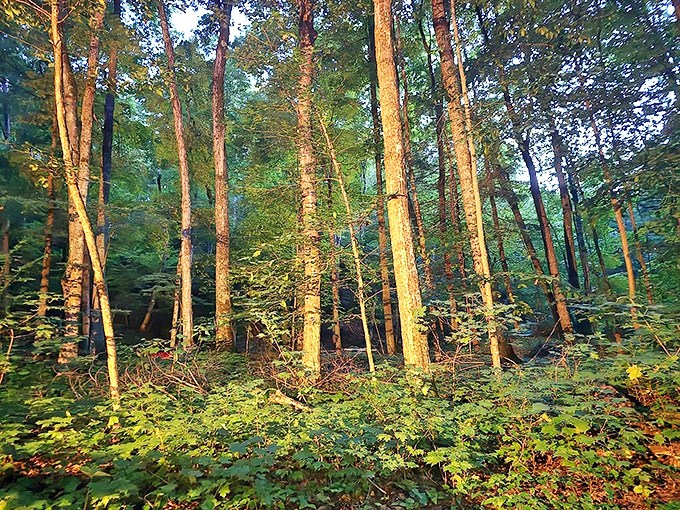 Towering trees create natural cathedrals throughout the park, their sunlit canopies filtering light in ways no camera can truly capture.