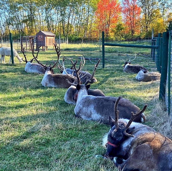 The reindeer herd relaxing in perfect formation, as if posing for their annual Christmas card &ndash; "Greetings from our family to yours!"