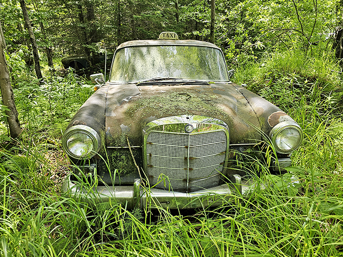An abandoned Mercedes taxi reclaimed by nature, slowly returning to the earth after years of faithful service.