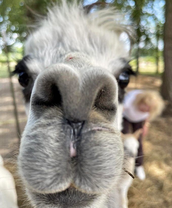 "Did someone say treats?" This inquisitive face showcases the gentle curiosity that makes alpacas such charming farm ambassadors for visitors of all ages.