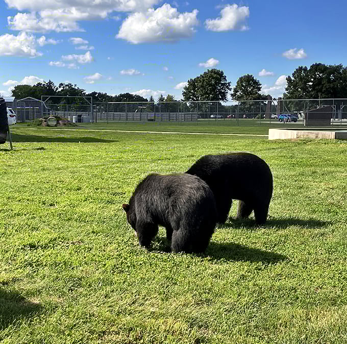 These bears are living their best lives, proving that sometimes happiness is as simple as a patch of grass and good company.