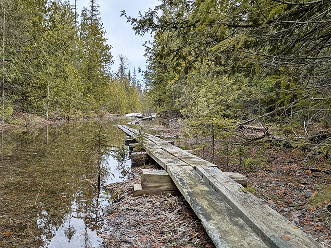 This rustic boardwalk offers safe passage through wetland areas, allowing visitors to experience fragile ecosystems without disturbing them.