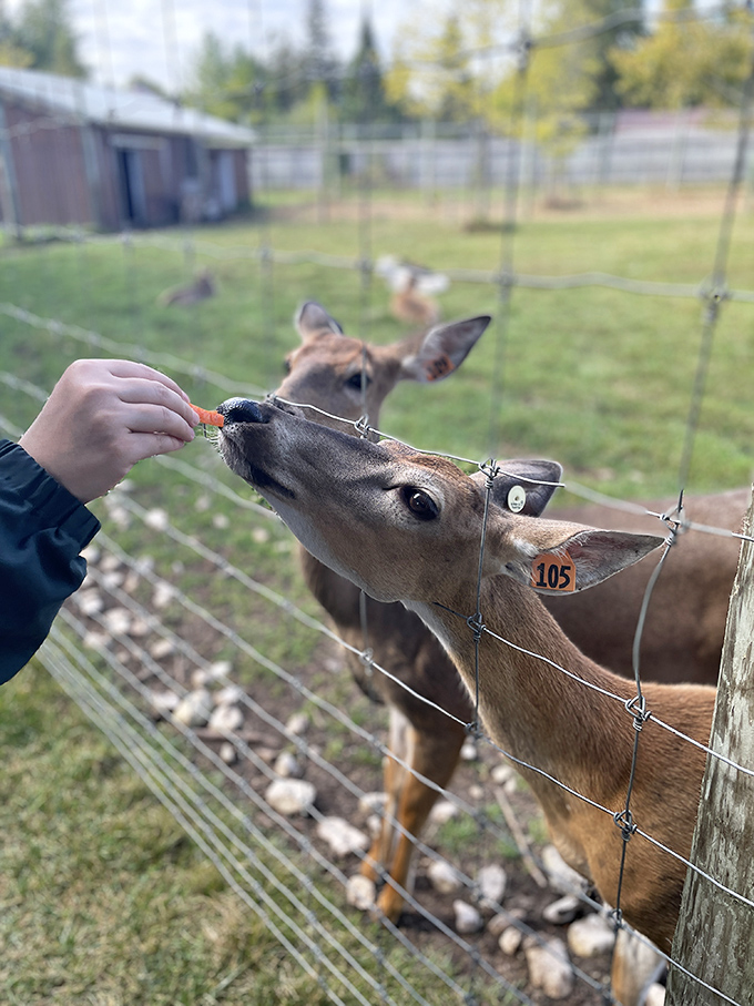 "Got any more of those carrots?" The universal deer question asked with those soulful eyes and twitching nose.