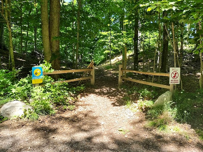 Dappled sunlight filters through the canopy, creating nature's own stained glass effect on the forest floor.