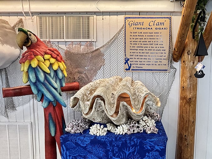 The infamous "Man-Killing Clam" display&mdash;part natural wonder, part roadside legend&mdash;has been startling and delighting visitors for generations.