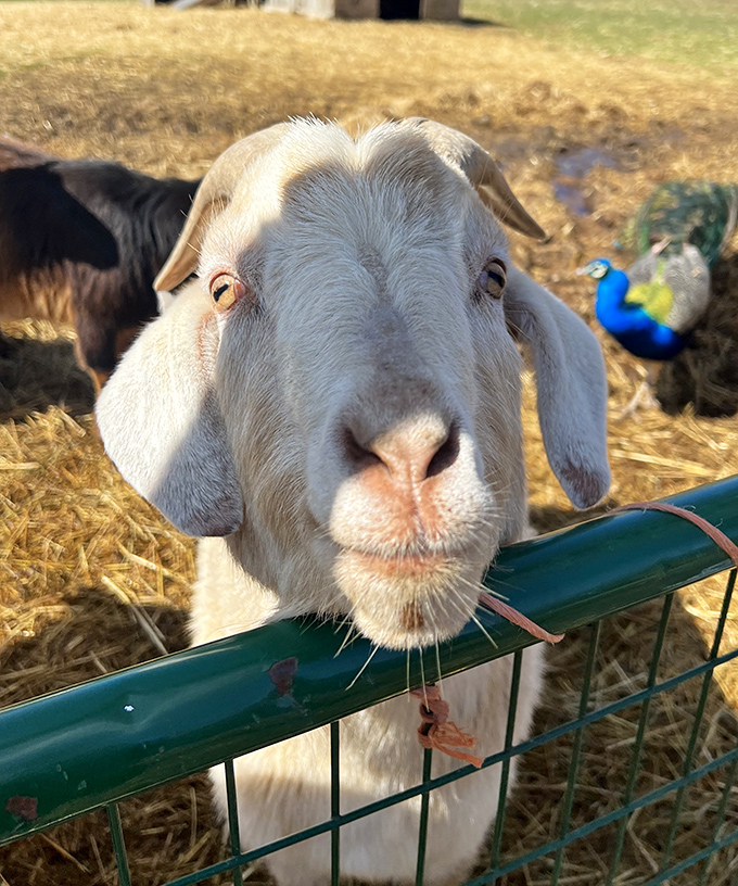 "Got any snacks?" This expressive goat's face seems to ask the eternal question while peering hopefully over the fence at passing visitors.