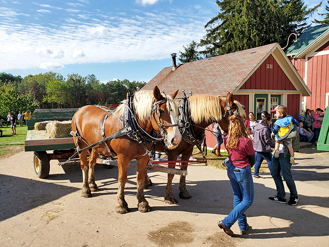 These majestic horses pull hayrides through the orchards, providing transportation and reminding everyone that not everything needs an engine to be awesome.