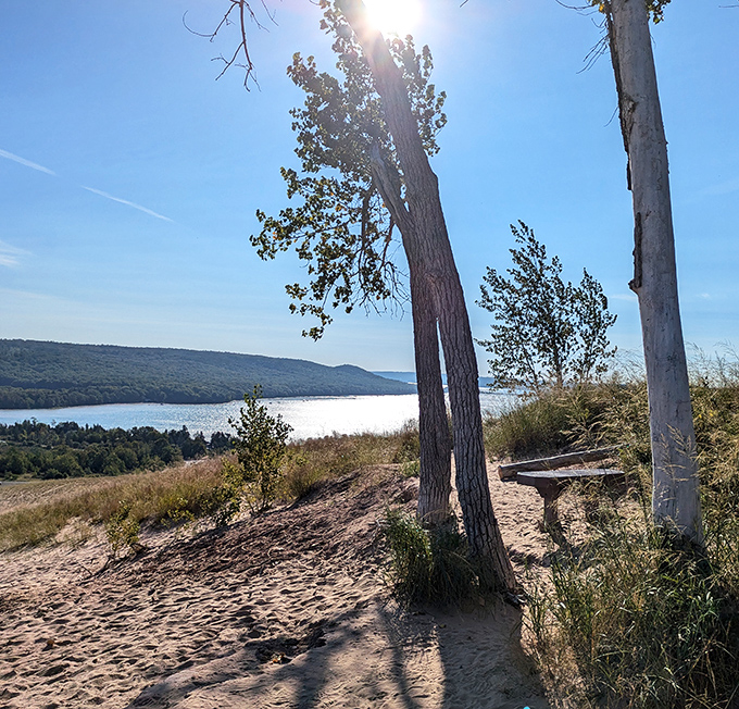 Sun-bleached trees stand like natural sculptures, their weathered forms telling silent stories of survival against the elements.
