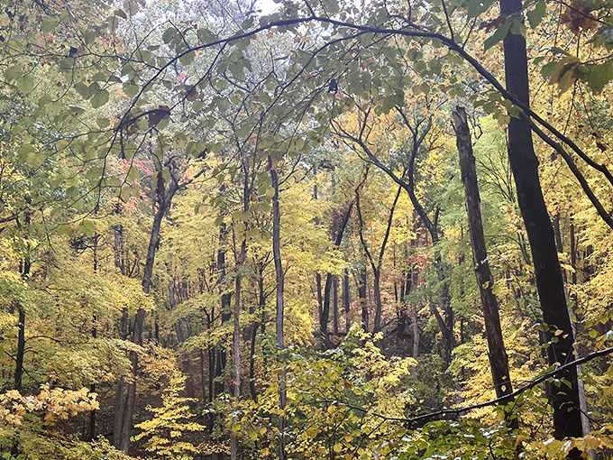 Autumn's golden palette transforms ordinary trees into extraordinary art, proving Mother Nature was the original color expert.