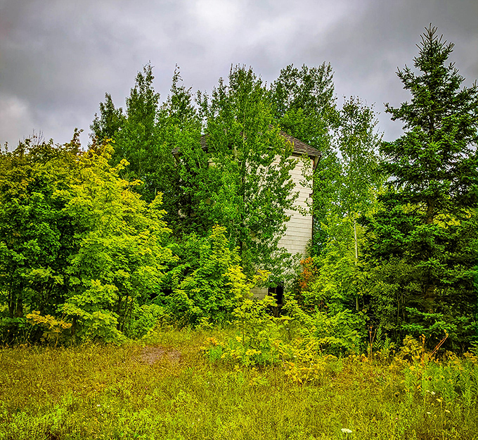 Nature steadily reclaims an abandoned structure, trees and undergrowth embracing the forgotten building in a slow-motion hug spanning decades.