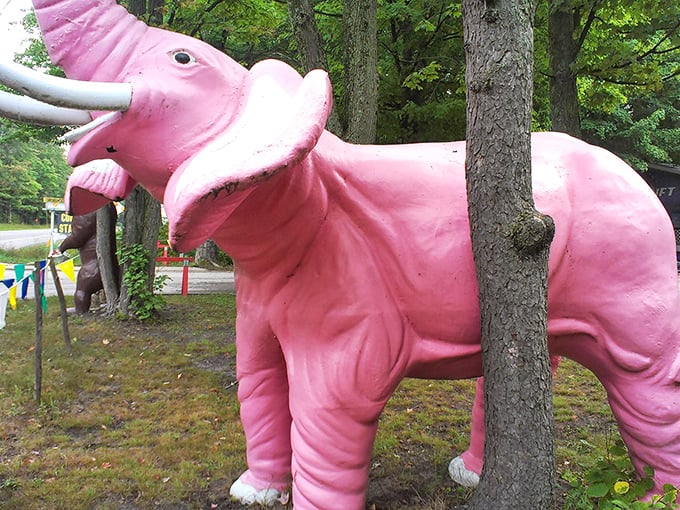 Not a hallucination! This rosy pachyderm brings a splash of flamingo-pink flair to the Michigan forest.