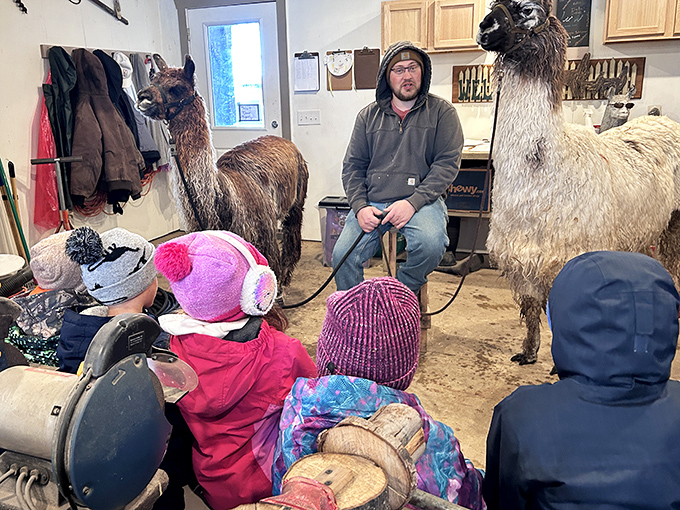Education meets entertainment as visitors learn about these fascinating animals from knowledgeable guides who share their passion for all things llama.