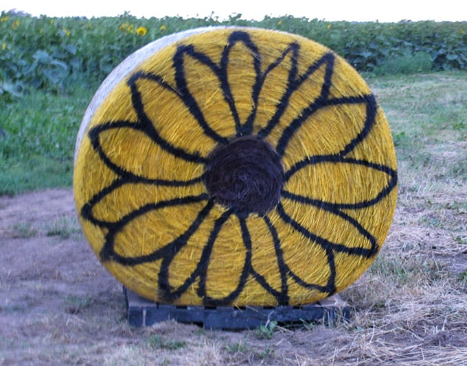 Not your average hay bale&mdash;this sunflower-decorated round creates the perfect rustic selfie spot for flower enthusiasts.