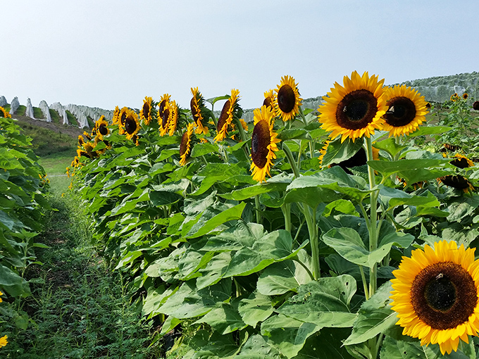 Sunflowers stand tall as nature's optimists, their sunny faces creating golden contrast to the garden's signature purple palette.