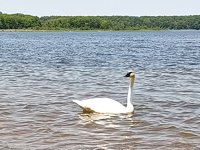"Draw me like one of your French swans," this majestic bird seems to say, gliding across the water with more grace than most humans manage walking.