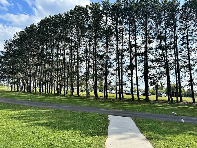 Stately pines stand sentinel along Park Point, providing welcome shade and a fragrant forest retreat from midday sun.