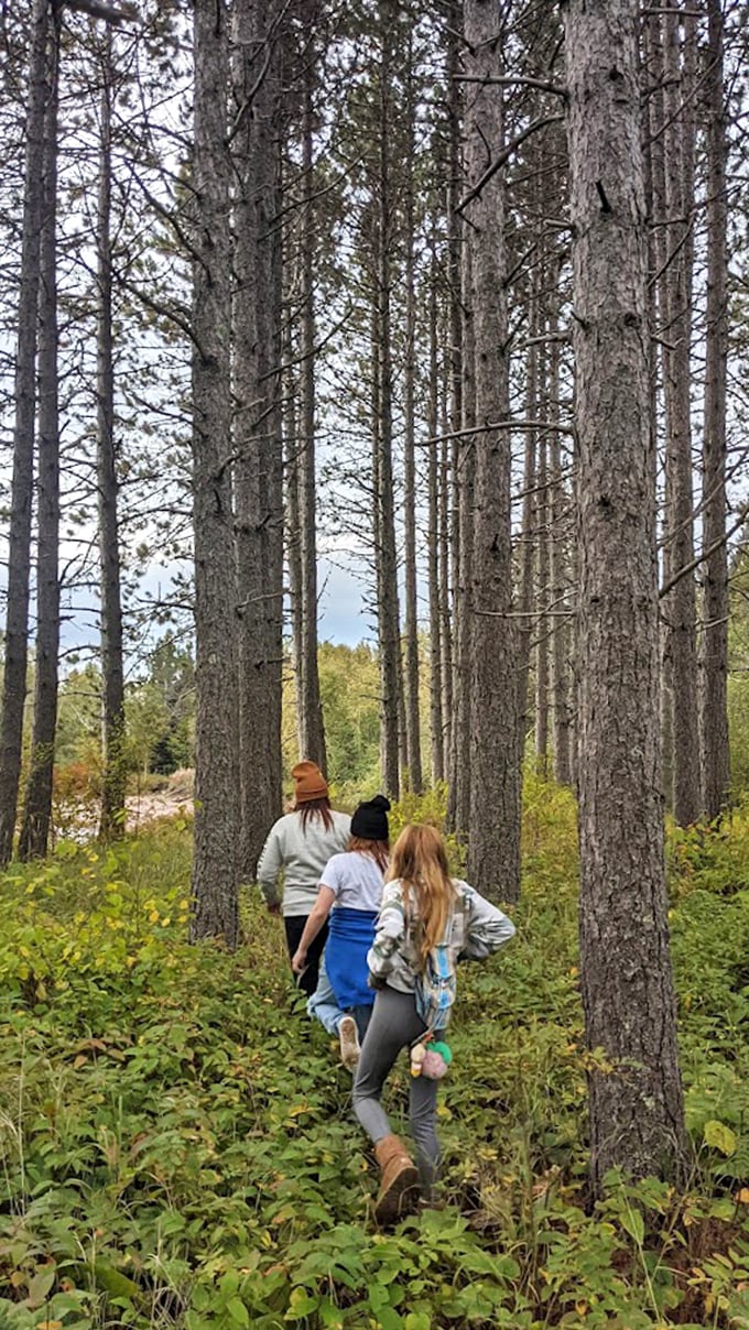 Ancient forest whispers: Tall pines create natural corridors that seem to whisper secrets of the north woods to attentive hikers.