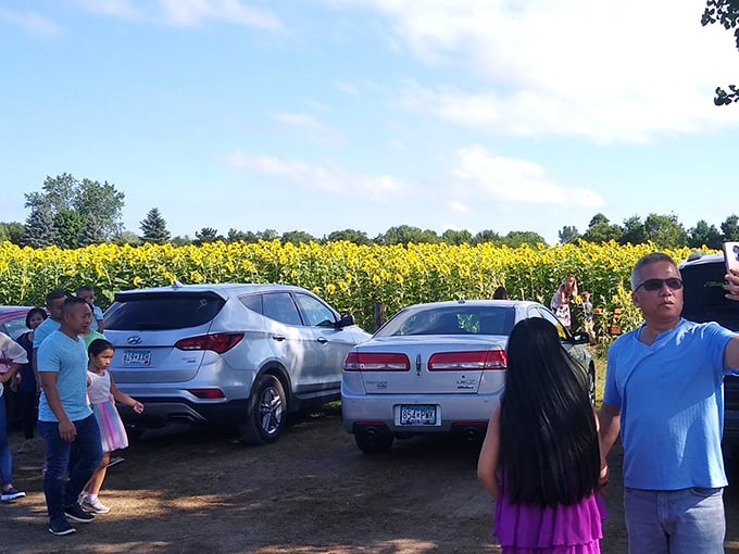 Weekend explorers gather at the field's edge, each preparing to discover their own personal sunflower adventure.