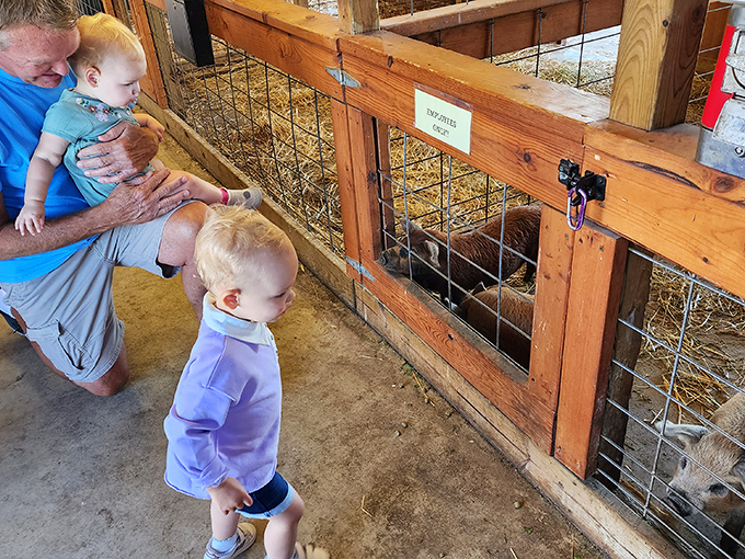 Generational joy as little ones discover the wonder of farm animals. That toddler's expression says it all.