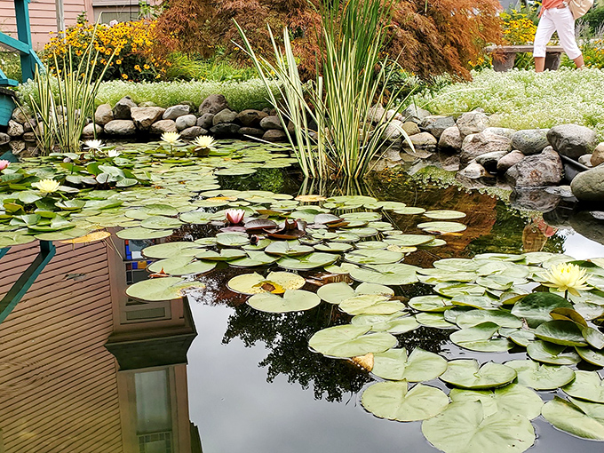 These water lilies didn't just grow here – they auditioned for the role and nailed it, floating like tiny works of art.