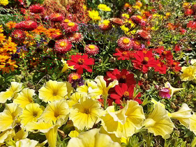 These sunshine-yellow and fiery-red calibrachoa create a foreground worthy of the spectacular garden views beyond &ndash; nature's perfect frame.