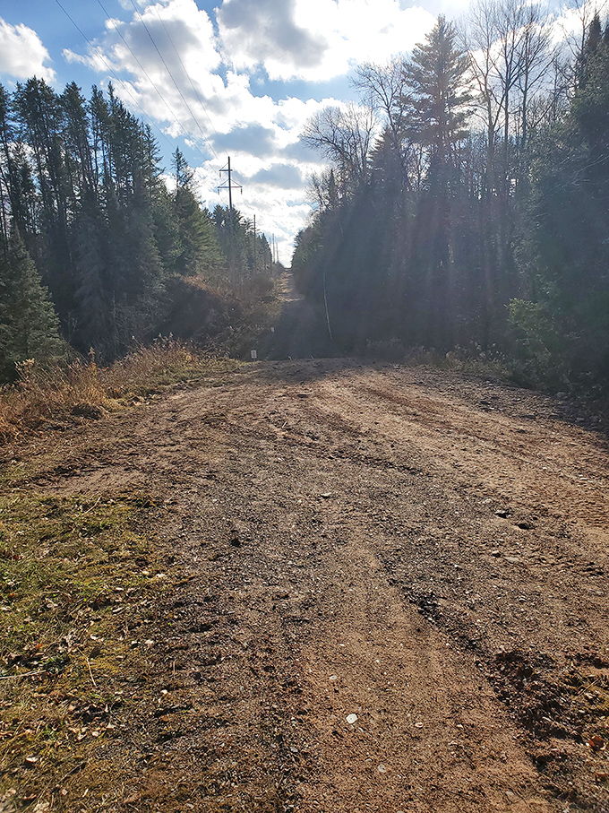 Morning reveals what darkness conceals &ndash; a seemingly ordinary forest trail that transforms into something extraordinary after sunset.