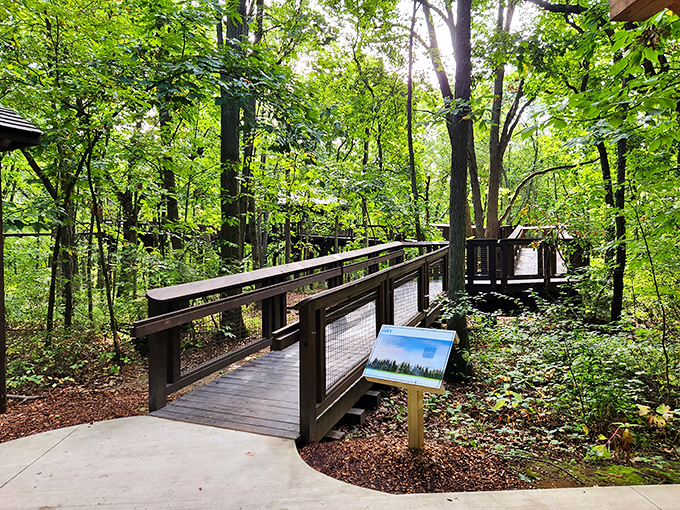 Elevated boardwalks let you explore the forest canopy without disturbing the ecosystem below, like being a respectful giant in a tiny world.