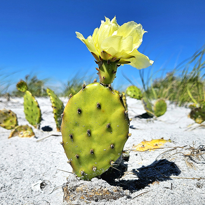 A prickly pear cactus blooms defiantly on white sand, proving beauty thrives in the most unexpected places.