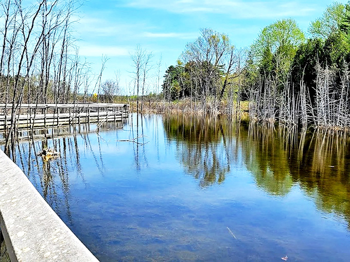 Wetland boardwalks reveal another ecosystem entirely, where still waters mirror the sky and wildlife thrives in peaceful seclusion.