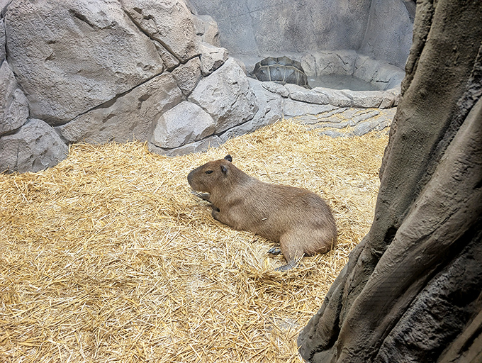 The capybara radiates the kind of zen energy we all wish we could achieve, unbothered and perfectly content with its existence.