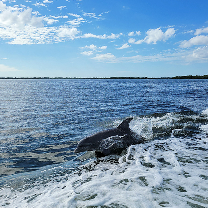 Local marine resident showing off its commute &ndash; no traffic jams, just the occasional manatee to navigate around.