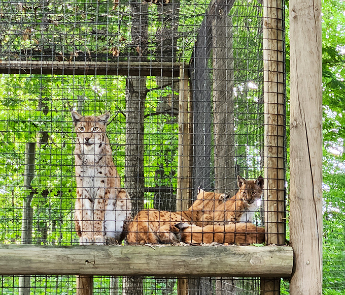 Lynx luxury lounge: these spotted supermodels perfect the art of looking simultaneously cuddly and capable of ending you.