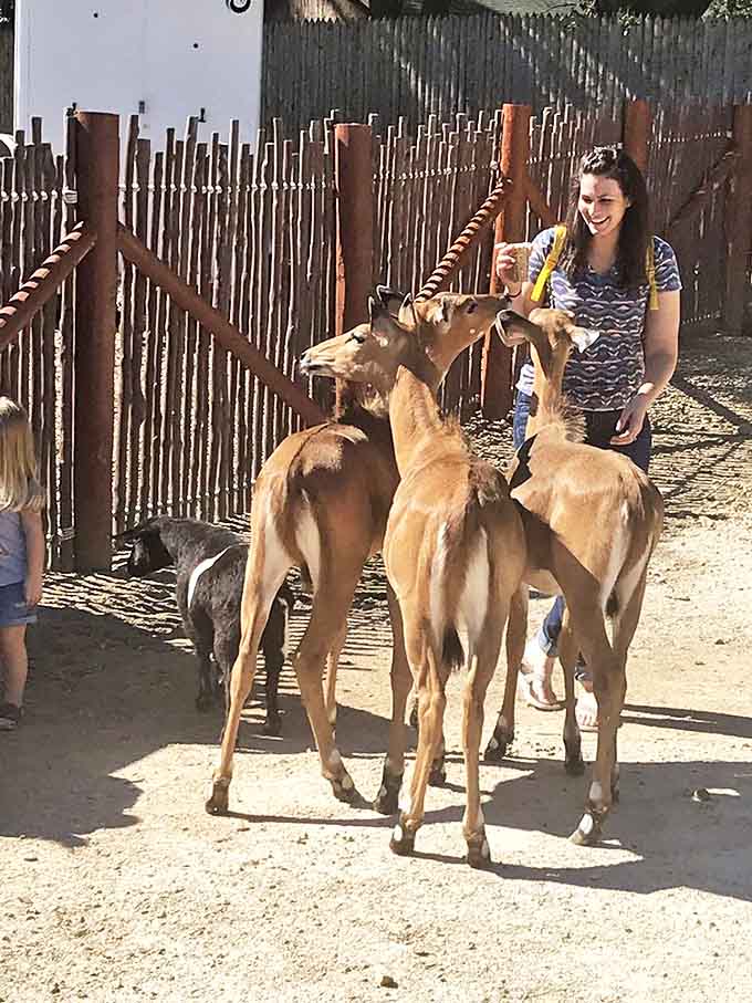 Feeding time brings excitement as deer gather around their human snack provider, creating a moment of joyful chaos.