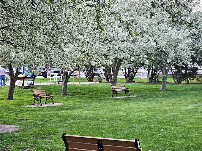 Spring brings an explosion of blossoms to the town park &ndash; nature's version of confetti celebrating winter's end.