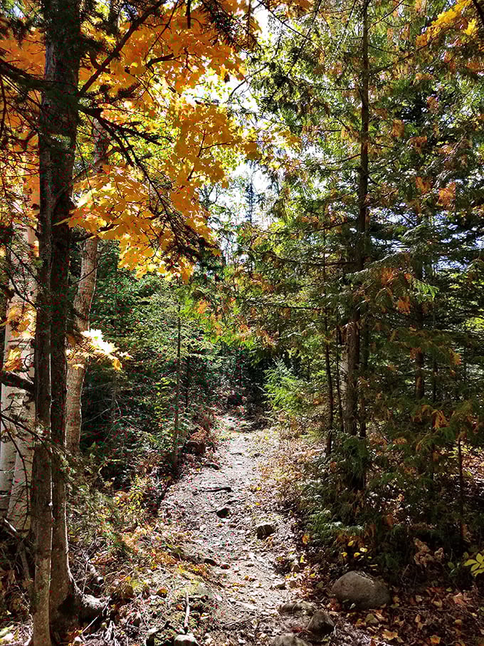 Autumn paints the forest trail in golden light, creating a magical passage through Michigan's northern wilderness.
