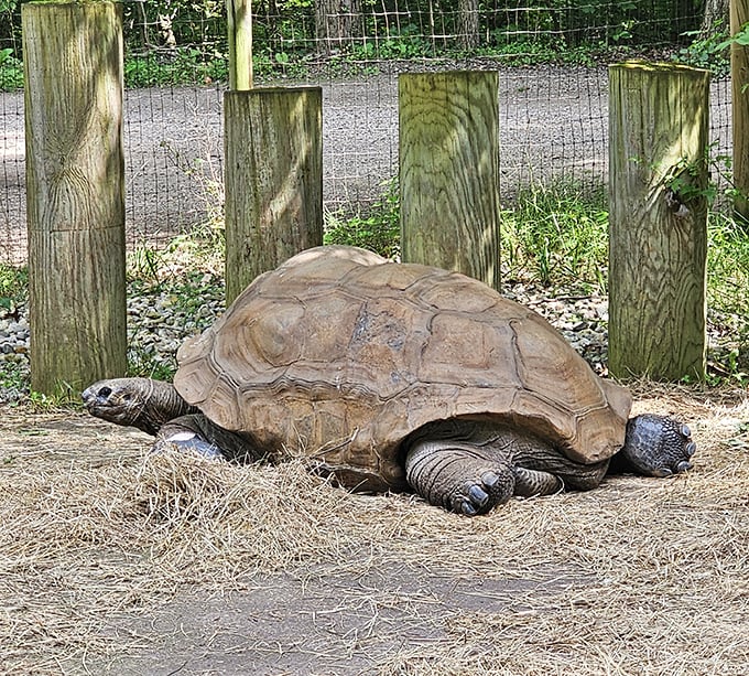 Moving at its own pace, this giant tortoise reminds us that sometimes the slowest journey offers the richest experience.
