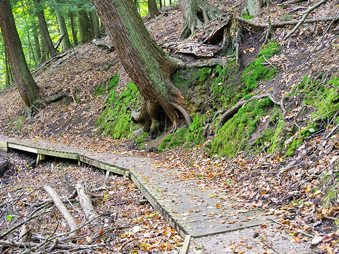Glen Park's winding boardwalk leads through a forest that seems to have jumped straight from a fairy tale.