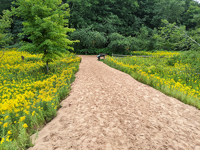 A sandy path cuts through fields of sunshine-yellow wildflowers, leading adventurers toward hidden lake views.