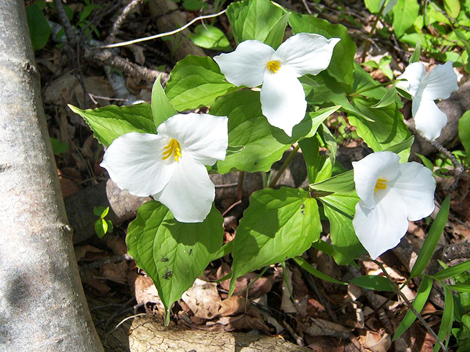 Delicate trilliums bring springtime magic to the forest floor, nature's reward for those who look beyond the grand vistas.