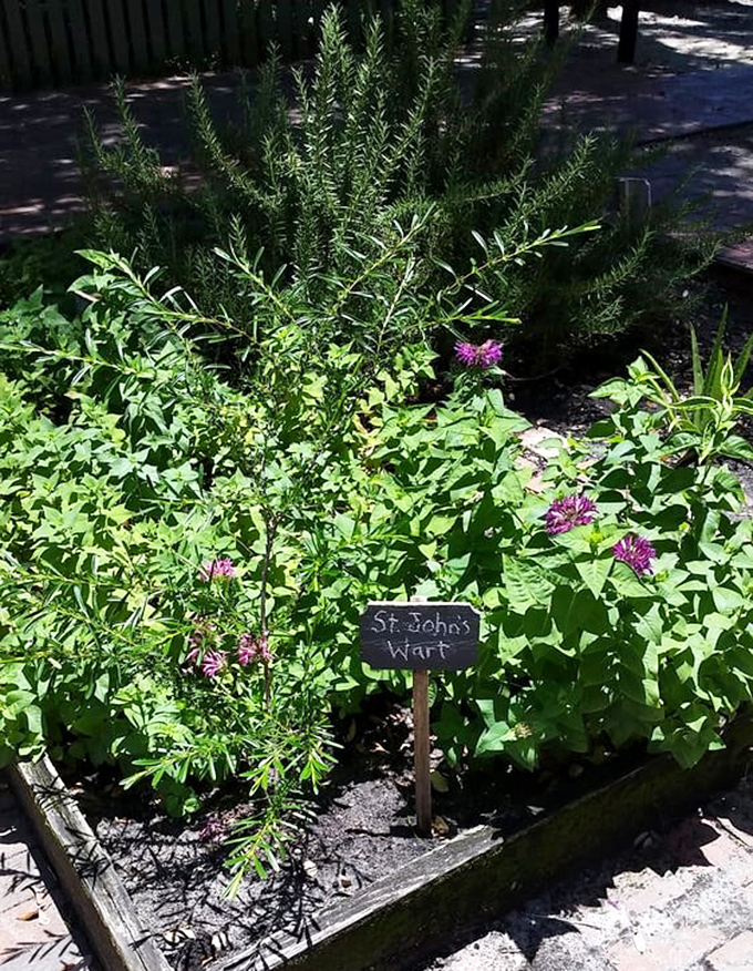 St. John's Wart &ndash; nature's original antidepressant growing in a garden where pharmacy and kitchen were essentially the same place.