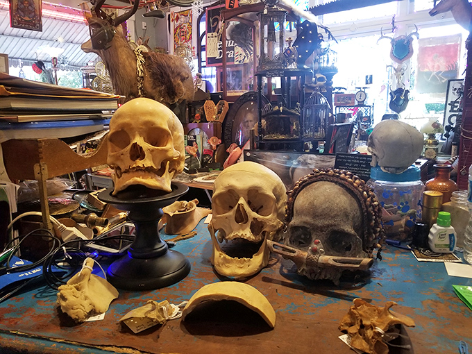 These human skull models sit in silent judgment, possibly discussing your life choices when the lights go out at night.