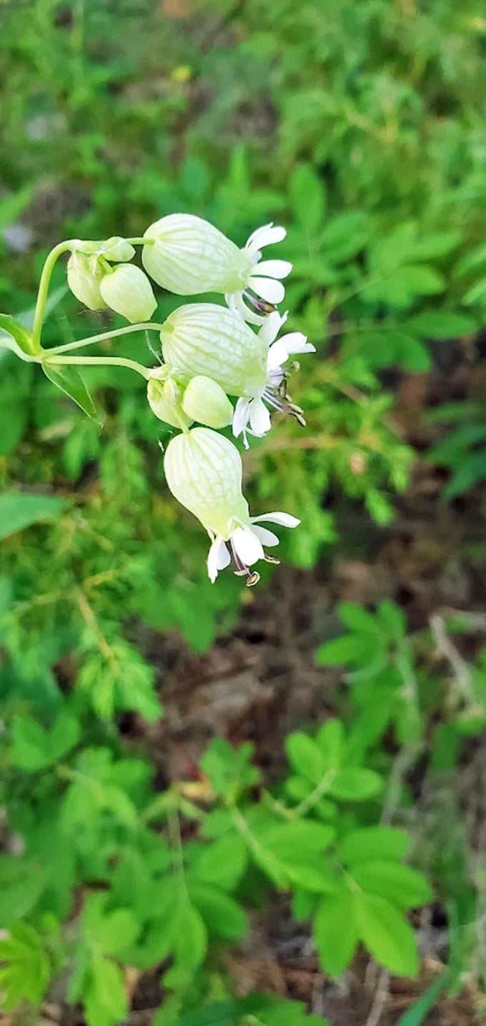 Tiny white blossoms dangle like miniature lanterns, nature's own decorations illuminating the path through Bell City's remains.